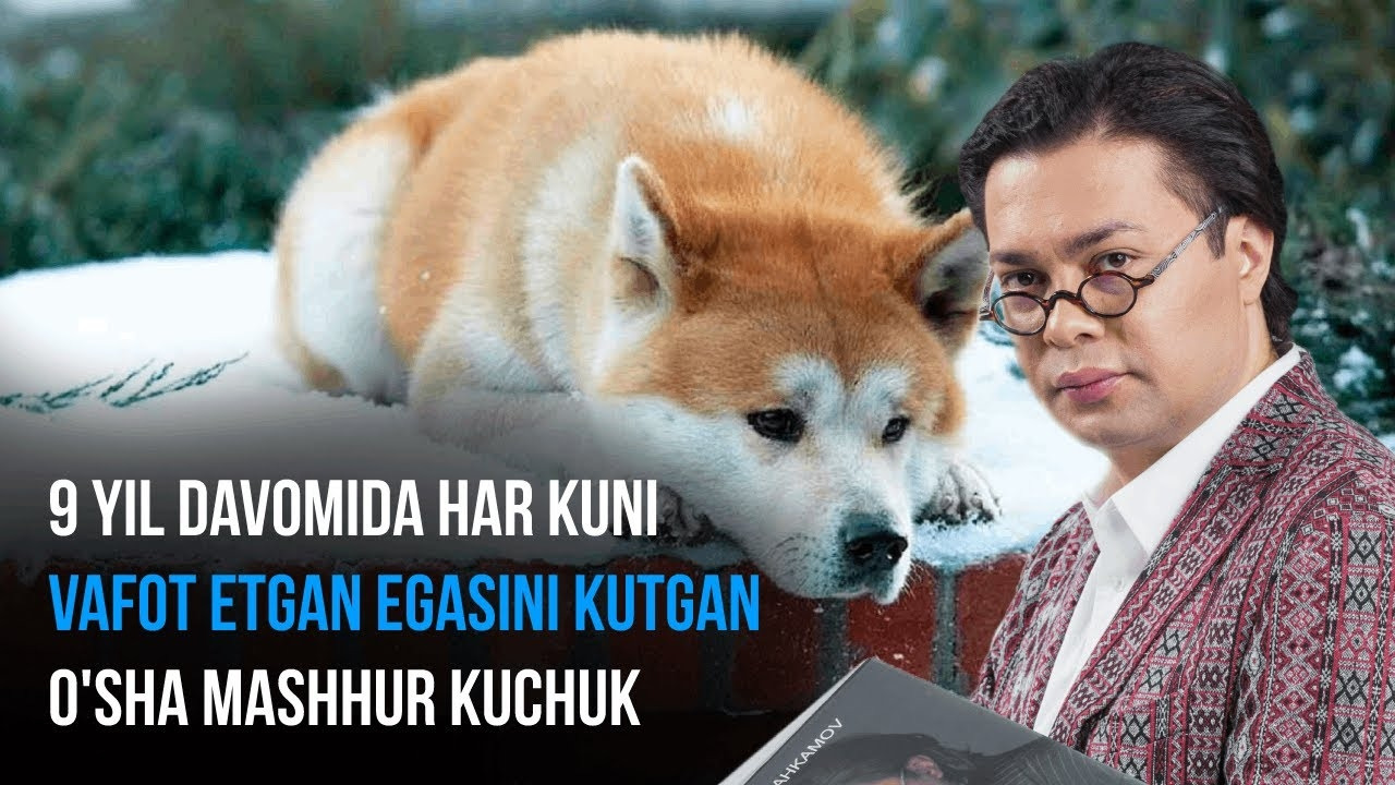 Hatiko Haykali Nega Buzilib, Temir-Tersakka Ishlatilgan - Mover.uz