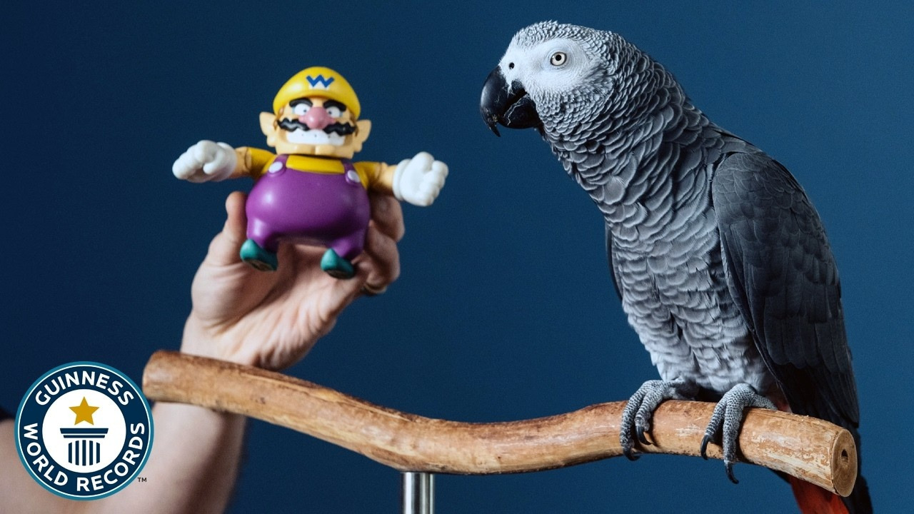 Apollo The Genius Parrot – Guinness World Records - Mover.uz