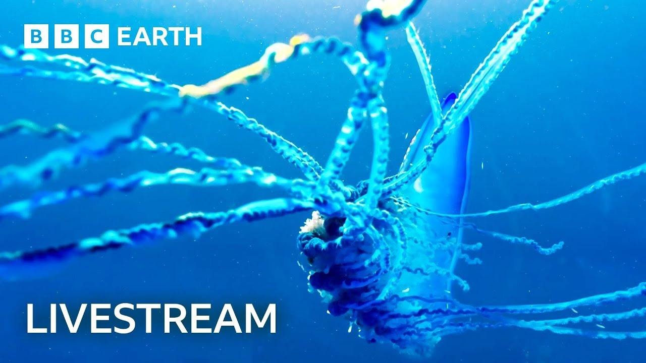 LIVE: Two Hours of Amazing Animal Moments | BBC Earth - Mover.uz