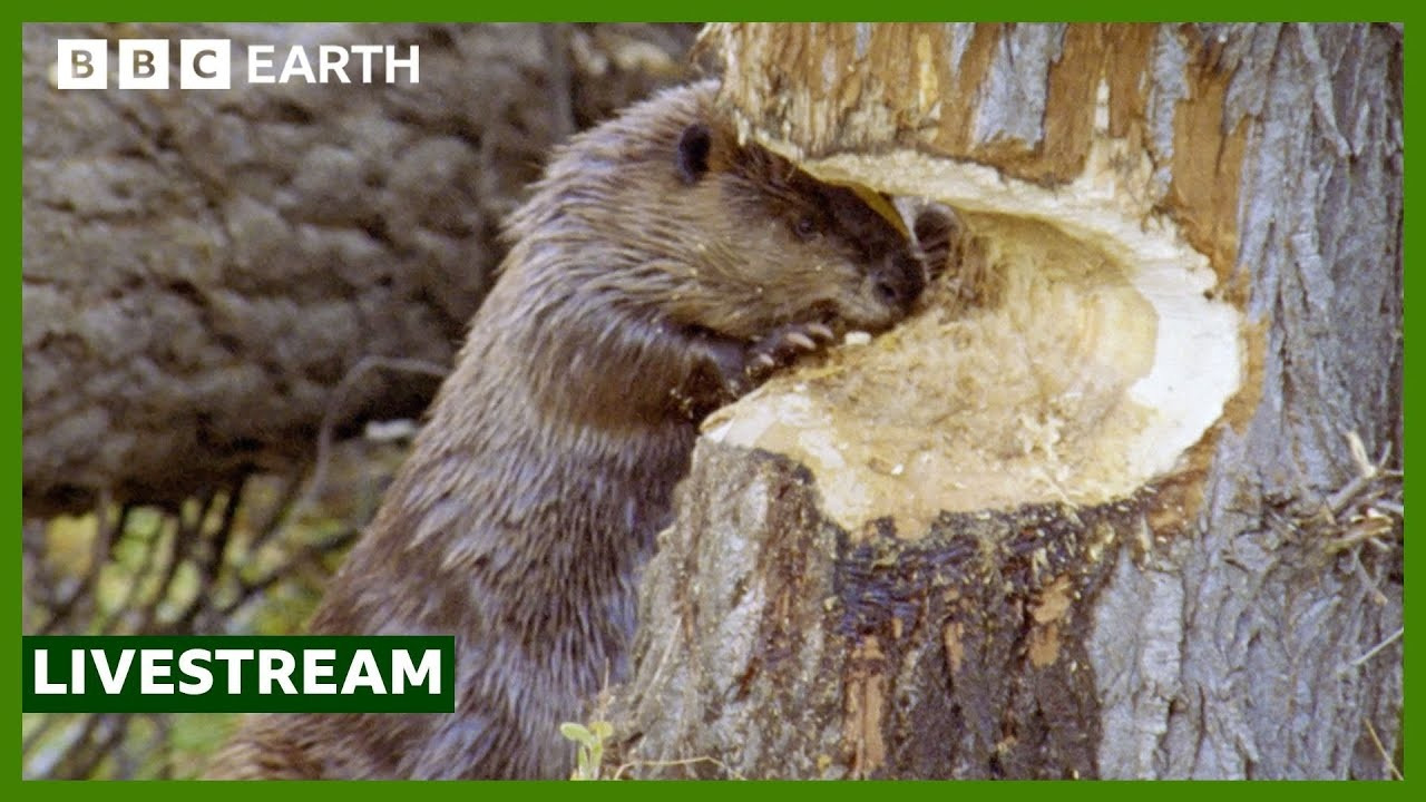 LIVE: The Wildlife of Yellowstone | BBC Earth - Mover.uz