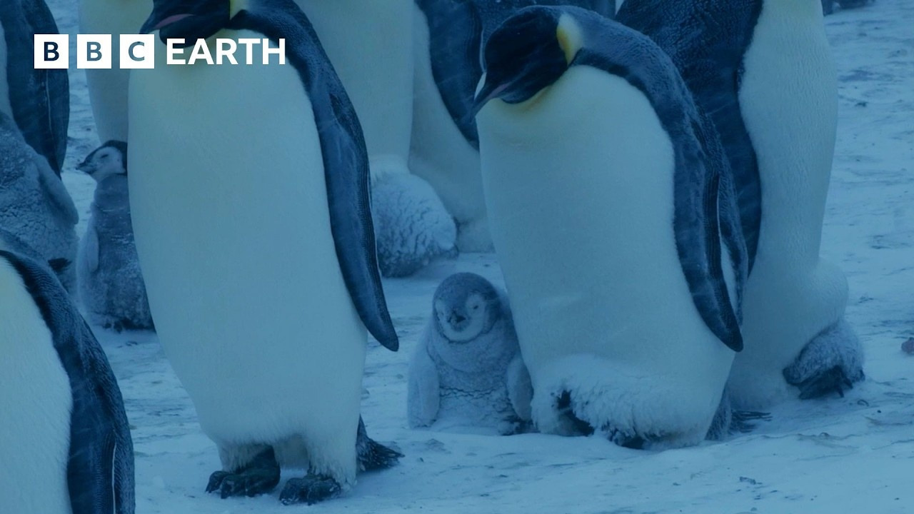 Animal Family Survival Stories | BBC Earth - Mover.uz