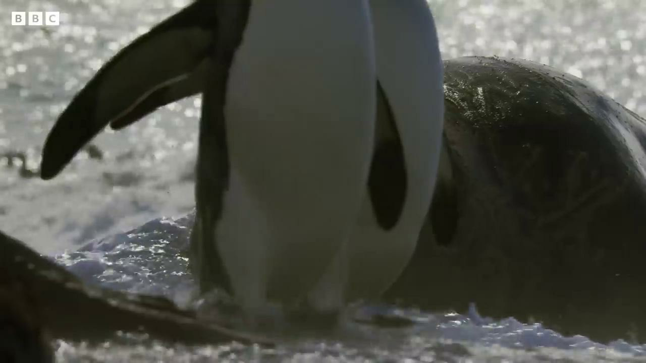 Battle Between Two Bull Elephant Seals | 4K UHD | Seven Worlds One ...