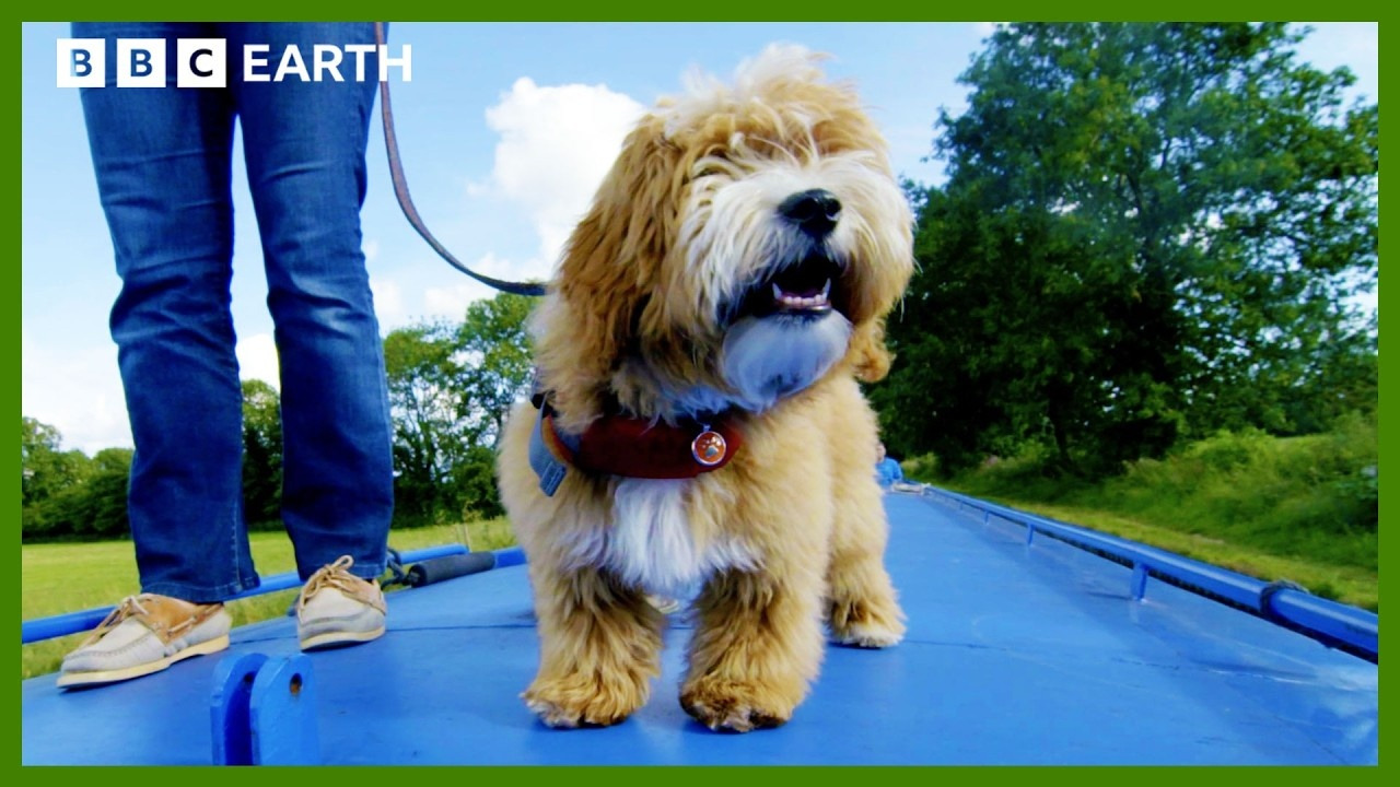 Puppy Lives Best Life on Canal Boat Holiday | Wonderful World of ...