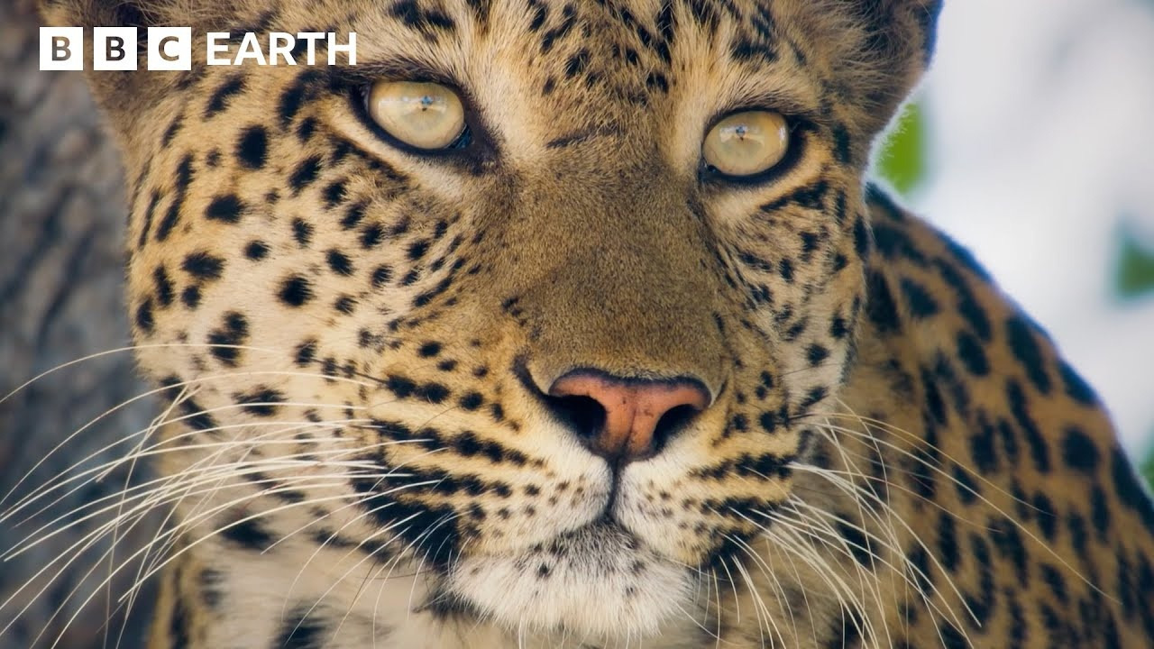 Famished Leopard Traps Impala | Big Cats 24/7 | BBC Earth - Mover.uz