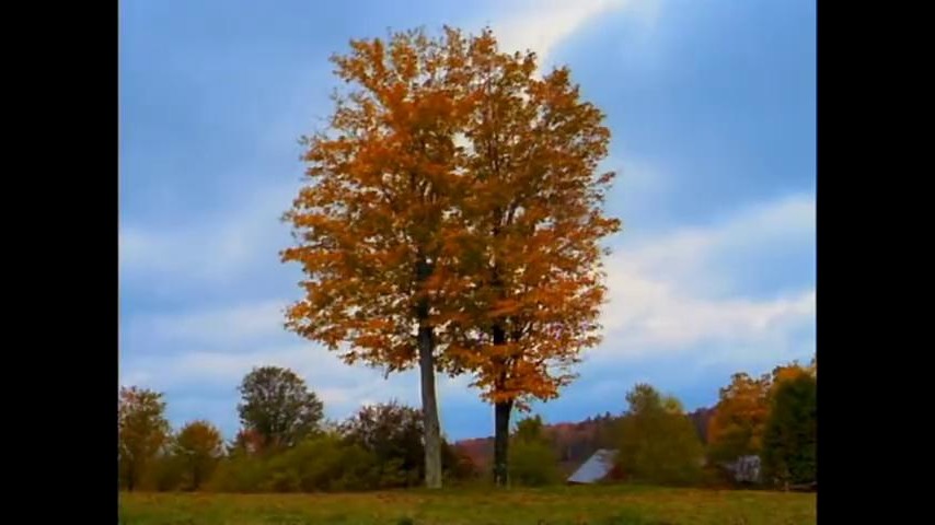 Baby Einstein – Baby Monet - Mover.uz