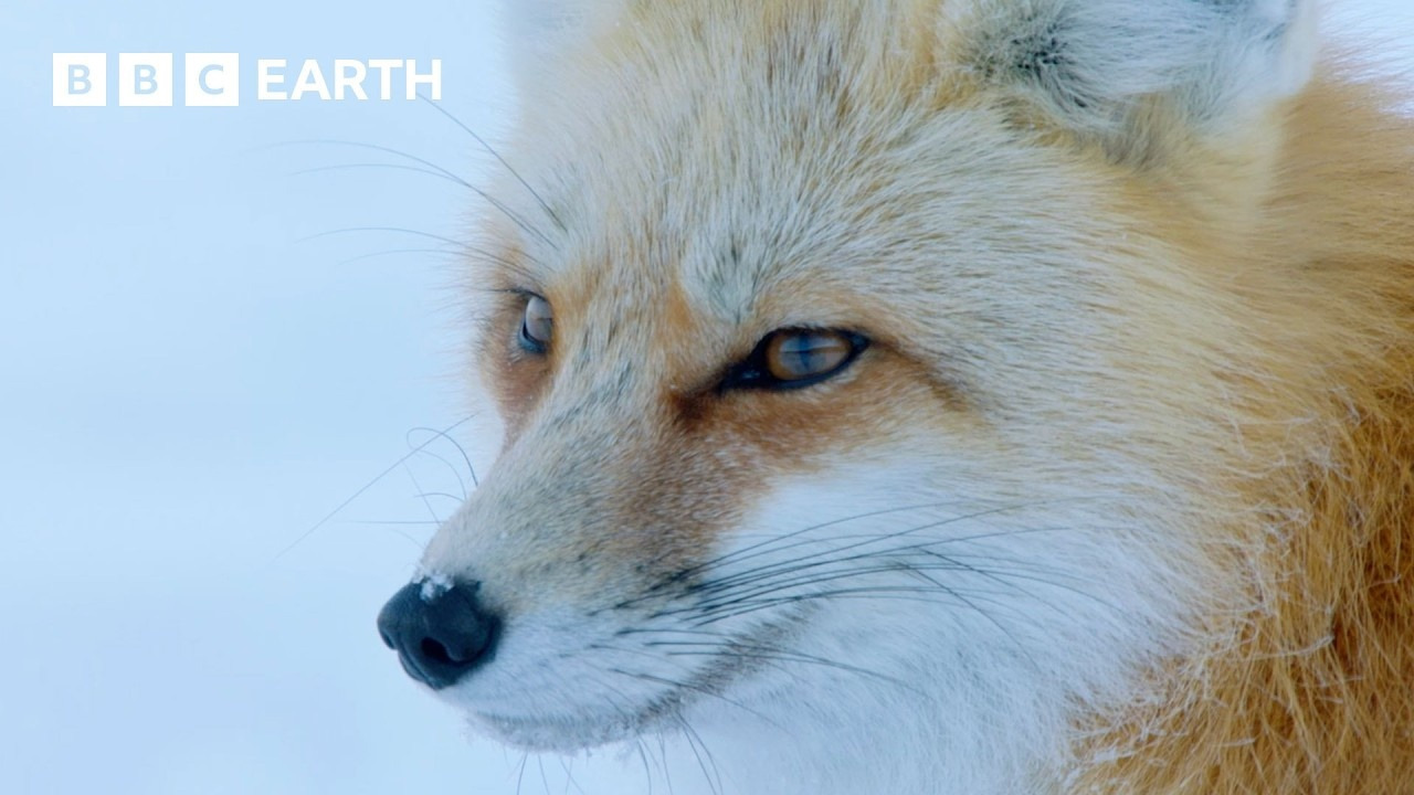 30 Minutes of Dramatic Yellowstone Moments | BBC Earth - Mover.uz