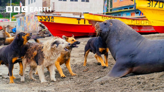 30 Minutes of Dramatic Yellowstone Moments | BBC Earth - Mover.uz