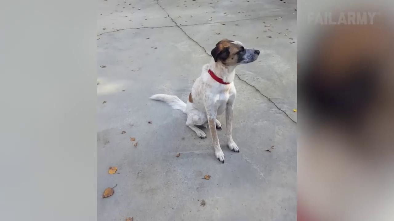 Dogs Are Man’s Best Fails!! (May 2018) | FailArmy - Mover.uz