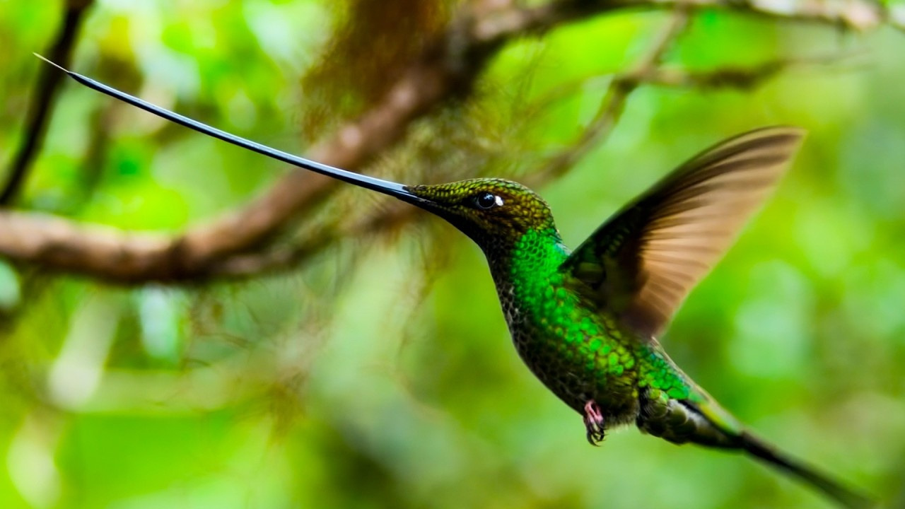 Breathtaking Nature in 4k | BBC Earth - Mover.uz