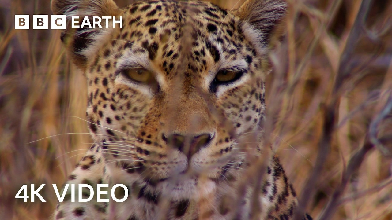 Incredible 4K Nature Scenes Narrated By David Attenborough | BBC Earth ...