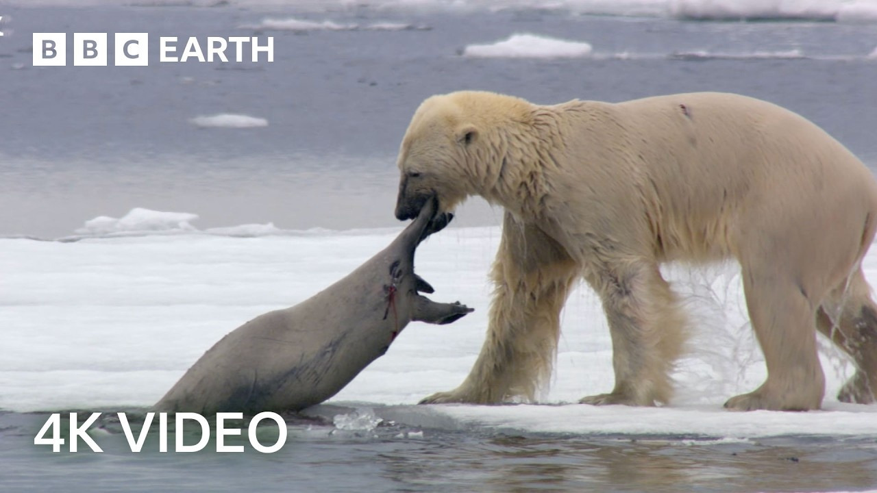 2 Hours of Stunning 4K Nature Scenes | 4K UHD | BBC Earth - Mover.uz