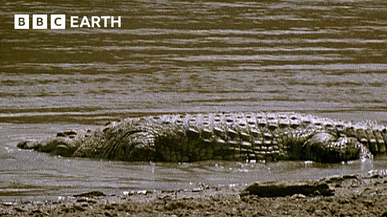 Crocodiles vs Wildebeest | Natural World: The Crossing | BBC Earth ...