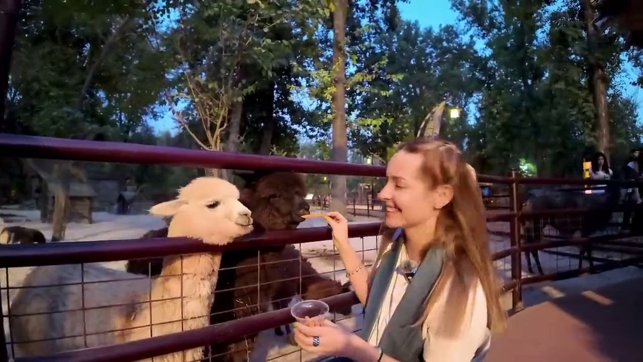 Ташкентский Magic Safari: Первый сафари-парк в Узбекистане - Mover.uz